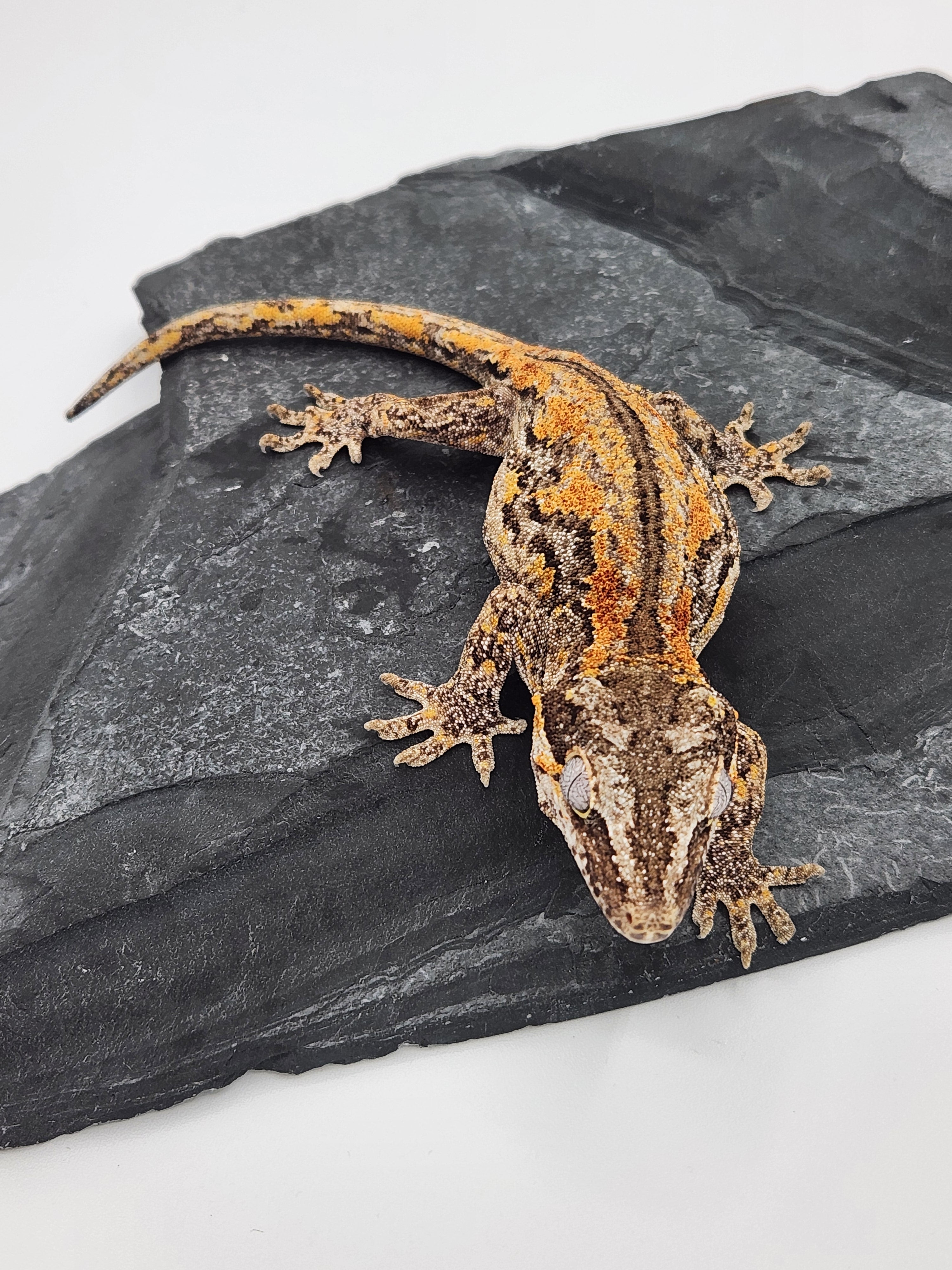 Gargoyle Geckos – Nova Reptiles