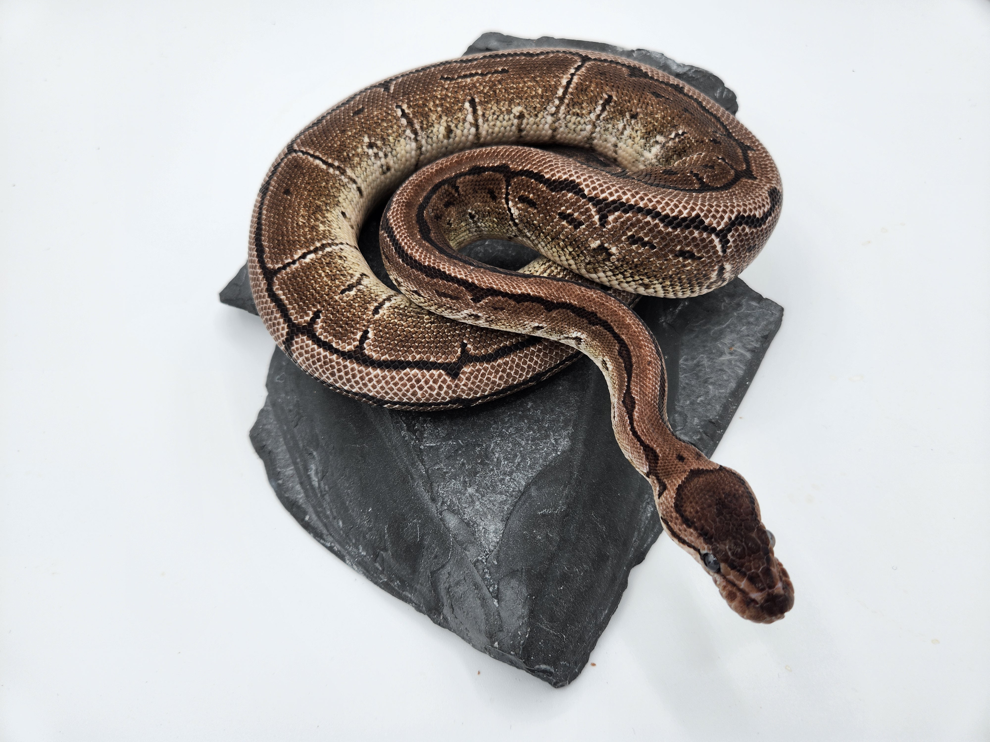 Ball Pythons – Nova Reptiles
