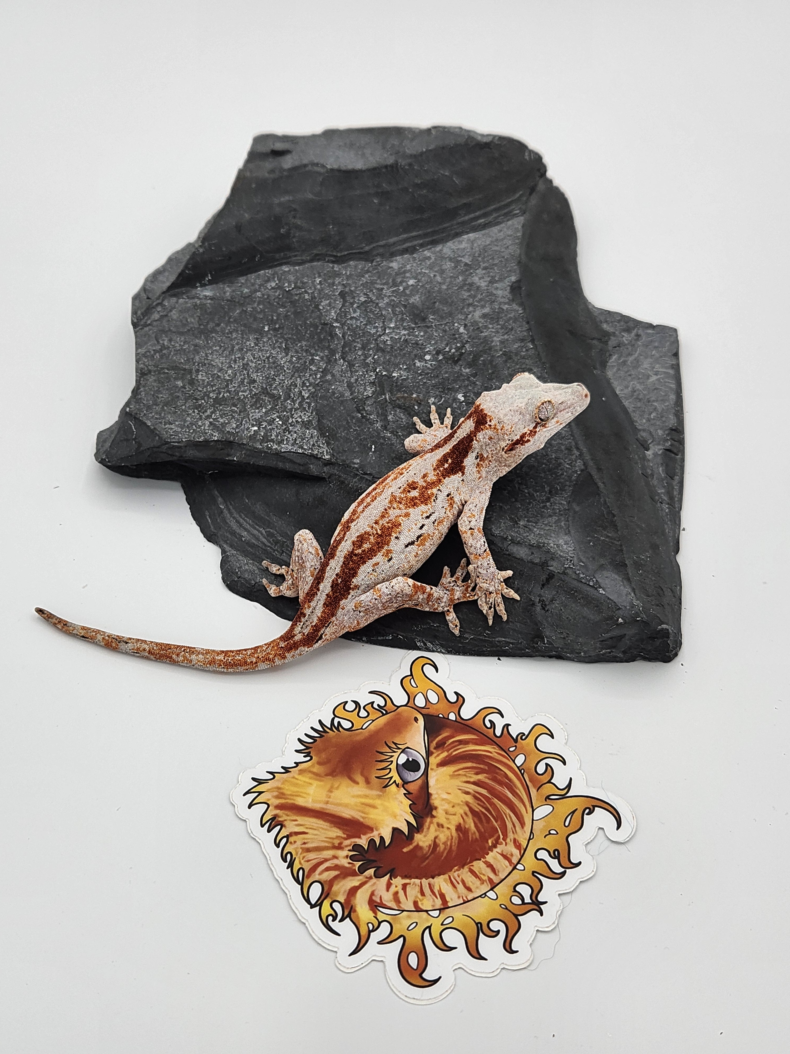 Gargoyle Gecko - Female DOB 11-16-22 (Cherry Red x SmFr) – Nova Reptiles
