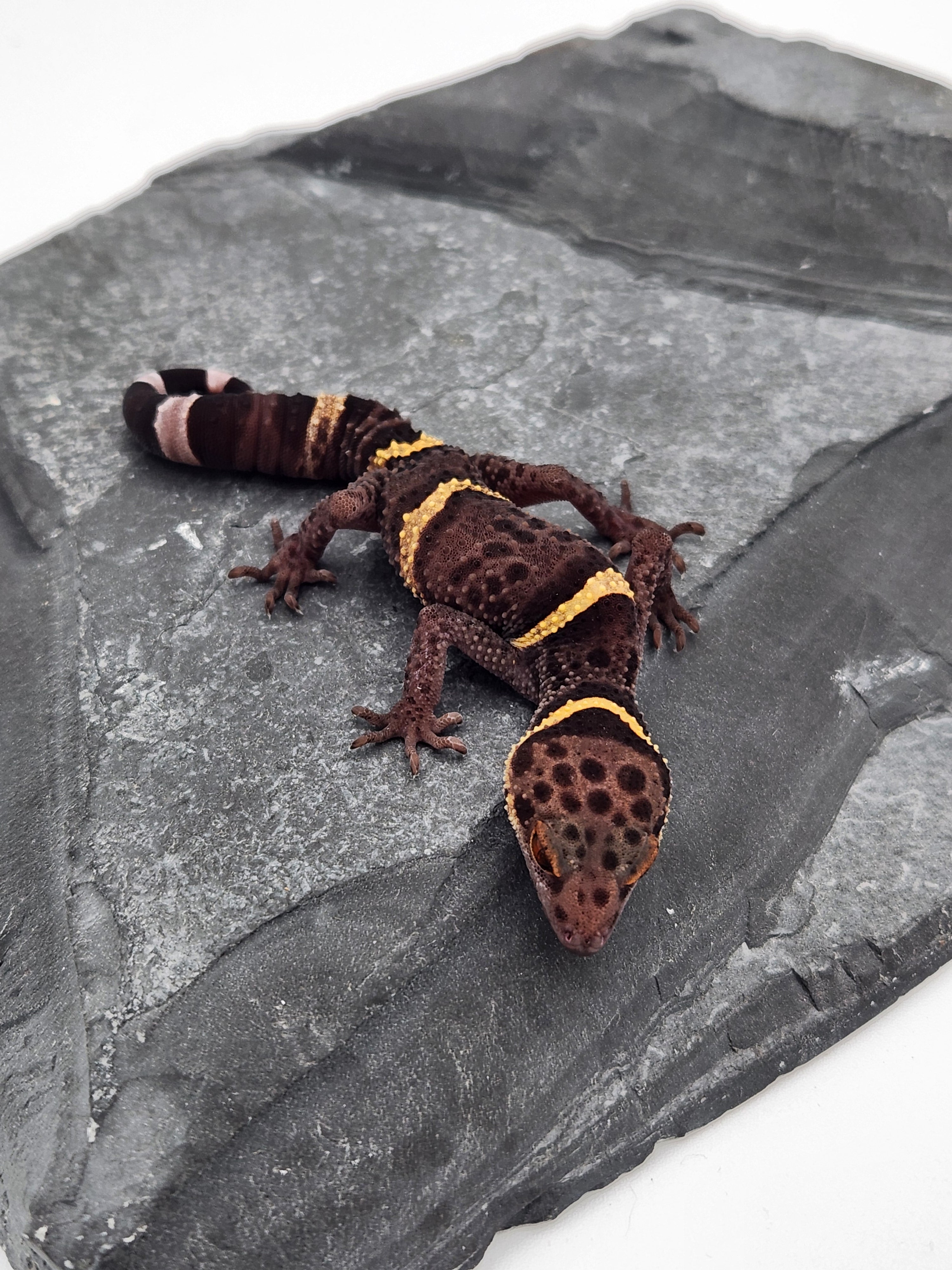 Chinese Cave Gecko - SOLD - Male - Ross B #18 – Nova Reptiles