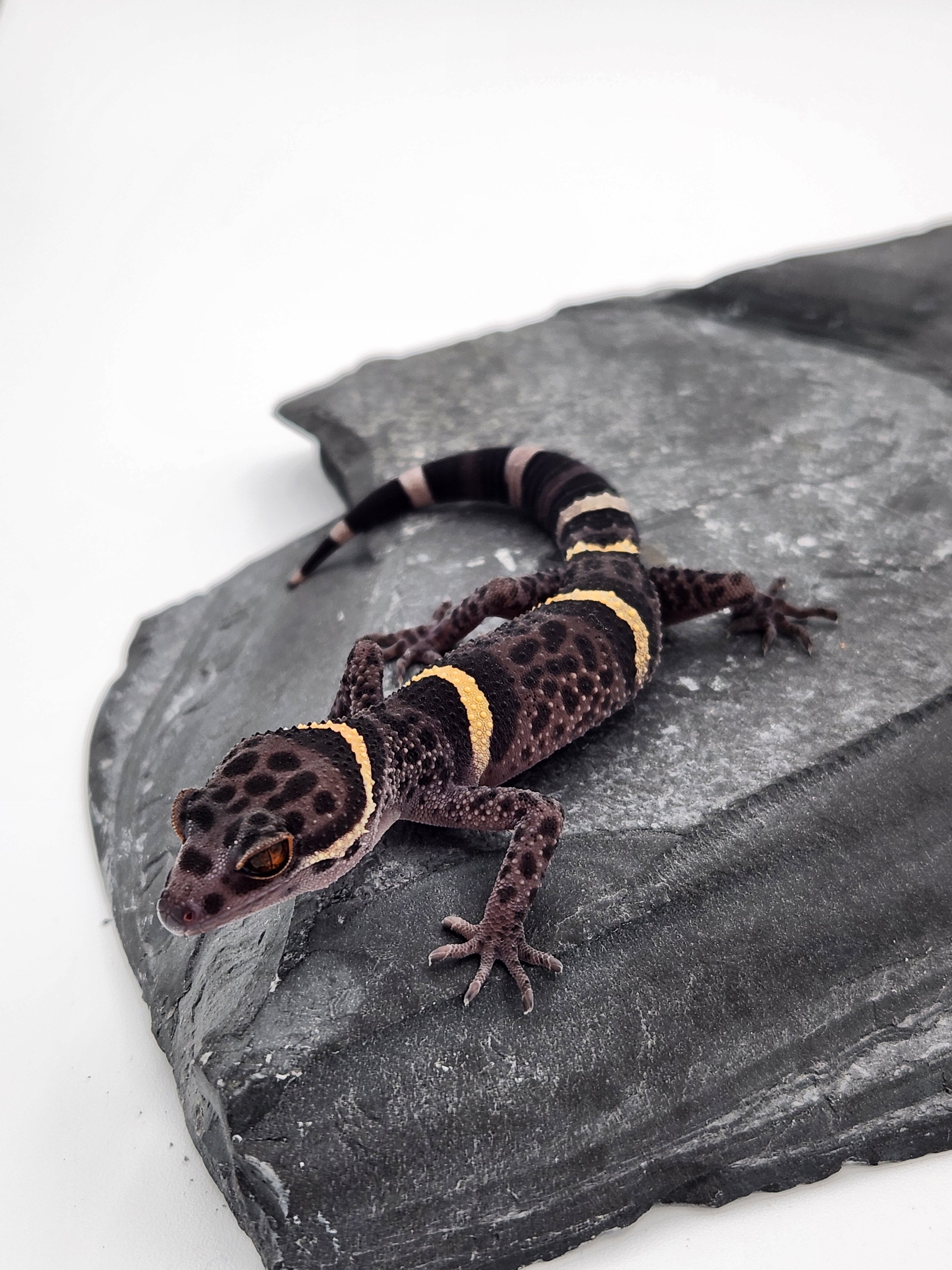 Chinese Cave Gecko - SOLD - Female - Ross B #15 – Nova Reptiles