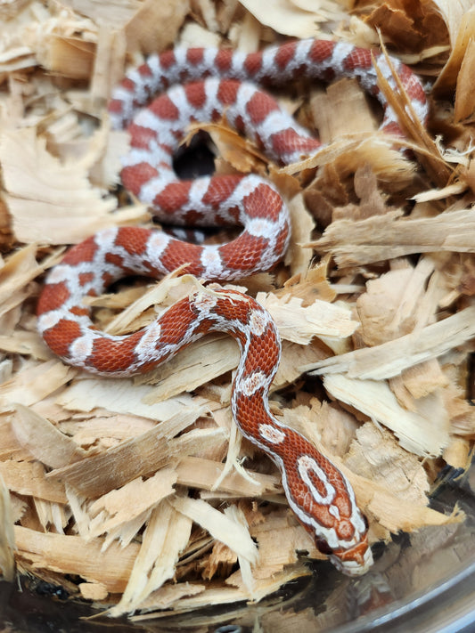 Corn Snakes – Nova Reptiles