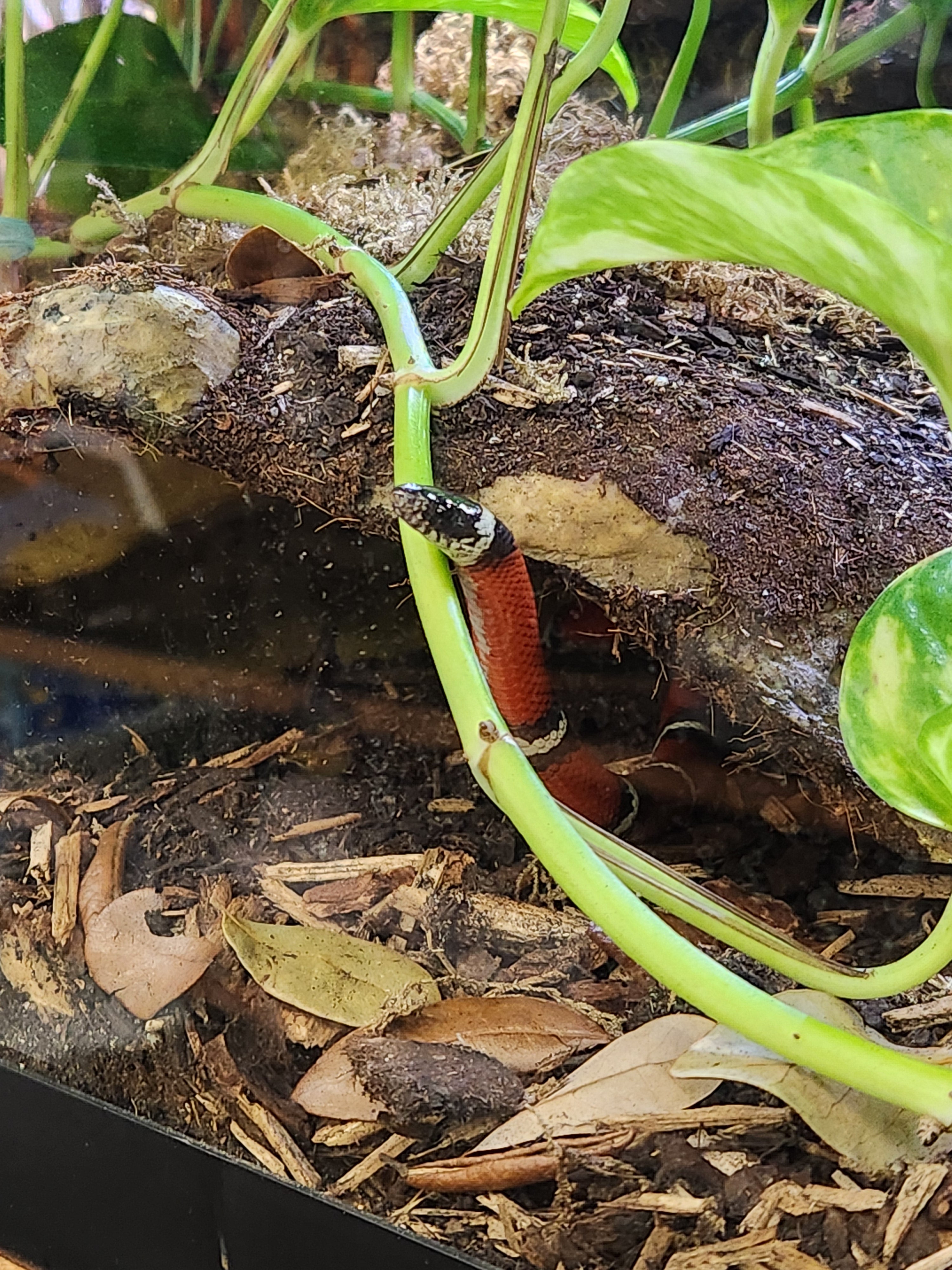 Milk Snake - Nelson's Milk Snake - Unsexed – Nova Reptiles